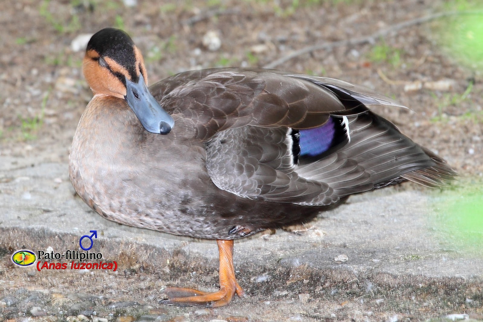 ORNITOLOGIA: Pato-filipino (Anas luzonica)